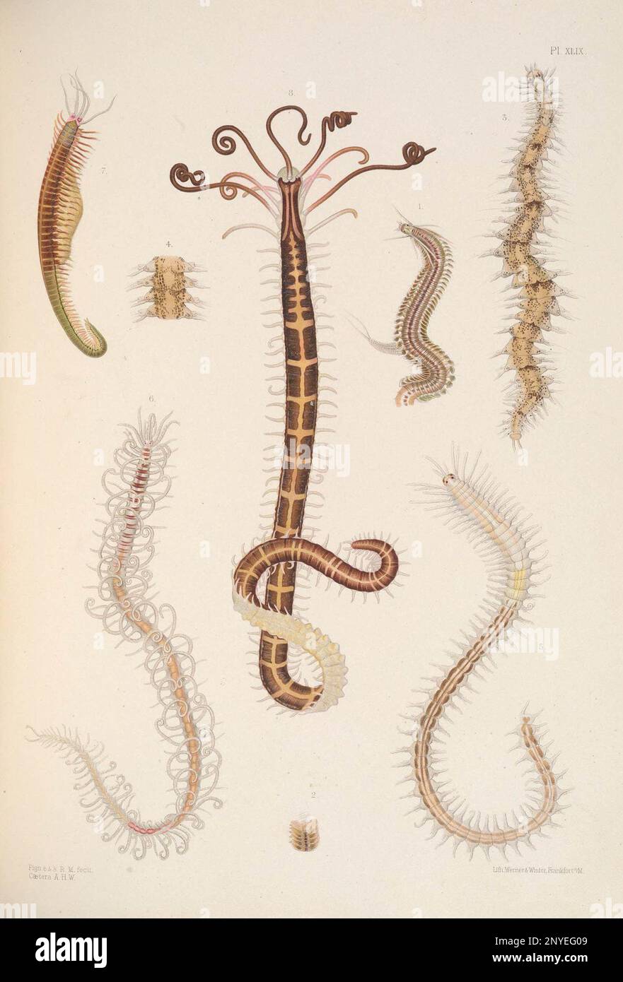 Phyllodoce lamelligera -Fotos und -Bildmaterial in hoher Auflösung – Alamy