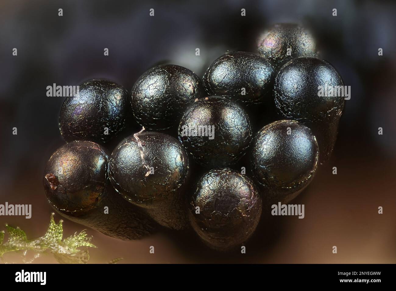 Schleim mikroskop -Fotos und -Bildmaterial in hoher Auflösung – Alamy