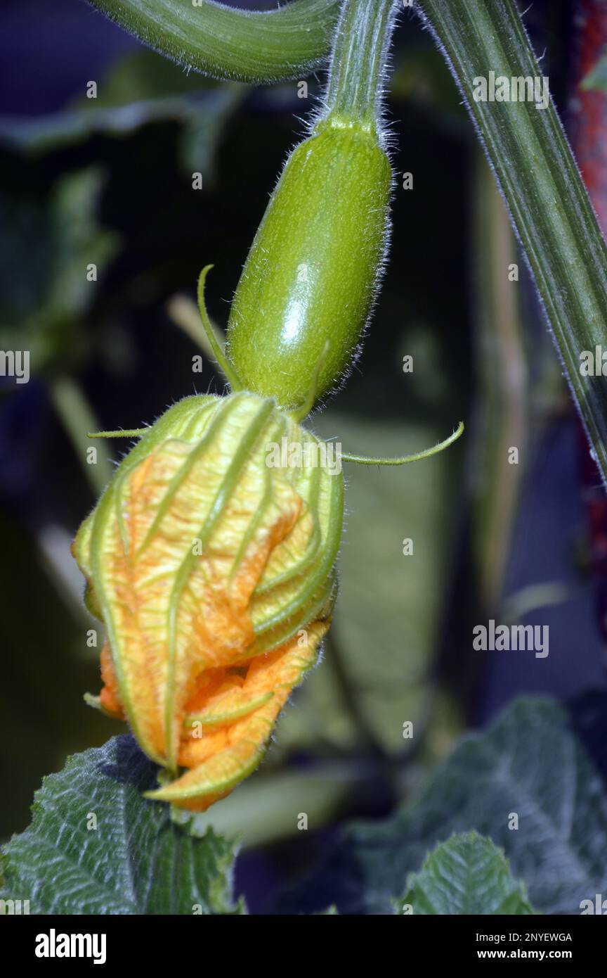 Kleines Knochenmark/Kürbis/Zucchini (Cucurbit) mit gelber Blume, die im ...