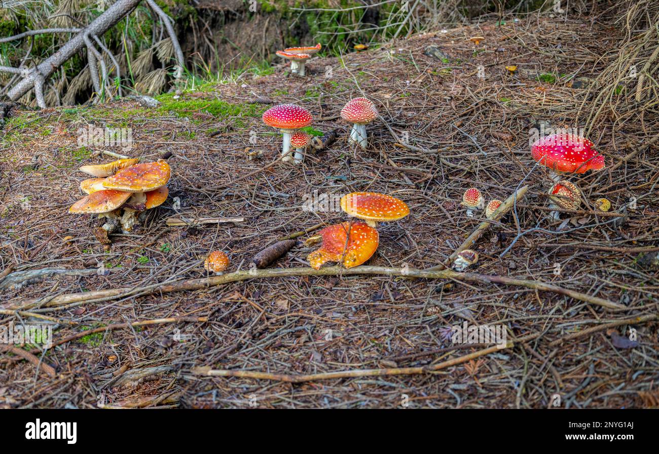 Toxic mushrooms -Fotos und -Bildmaterial in hoher Auflösung – Alamy