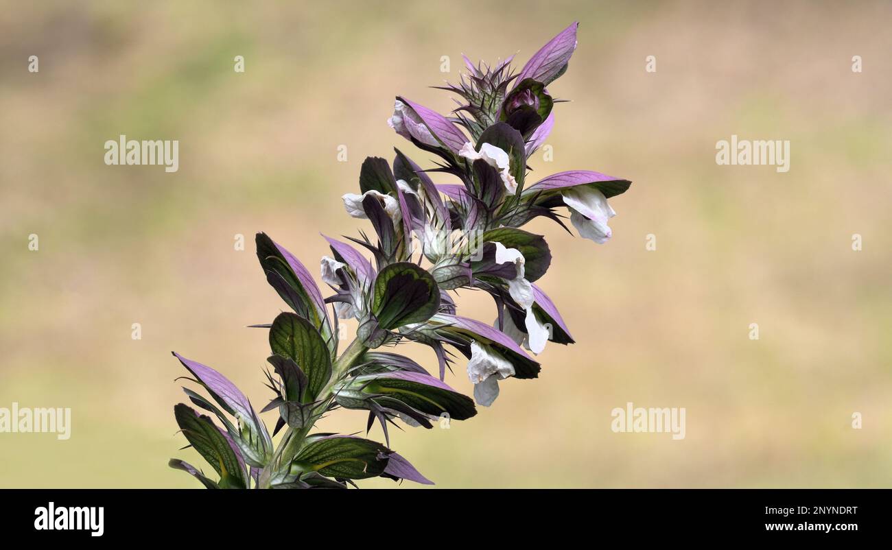 Acanthus balcanicus -Fotos und -Bildmaterial in hoher Auflösung – Alamy