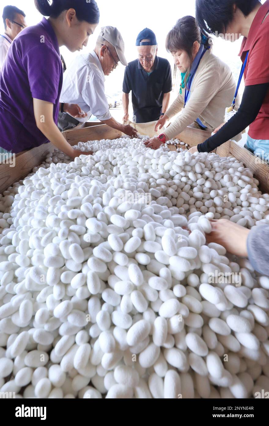 People gather to check spring cocoons of silkworm at a collecting place ...
