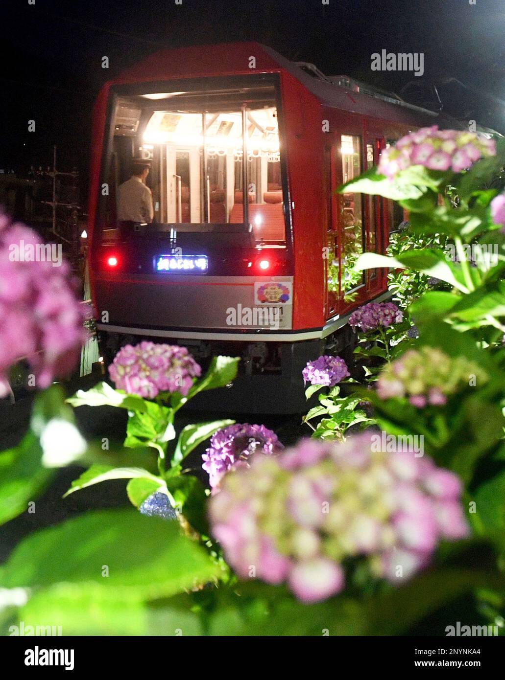 A train car of the Hakone Tozan Railway runs along the hydrangea ...