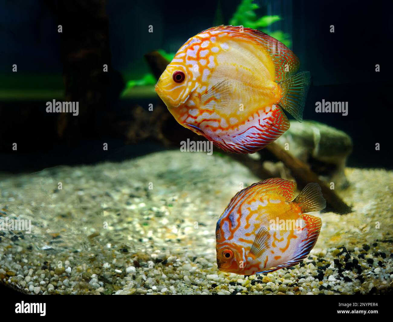 Pompadour diskus fisch symphysodon aequifasciatus -Fotos und ...