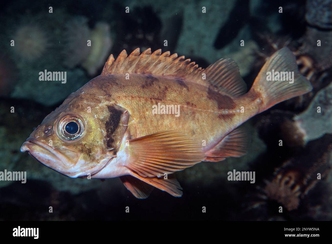 Atlantischer rotbarsch -Fotos und -Bildmaterial in hoher Auflösung – Alamy