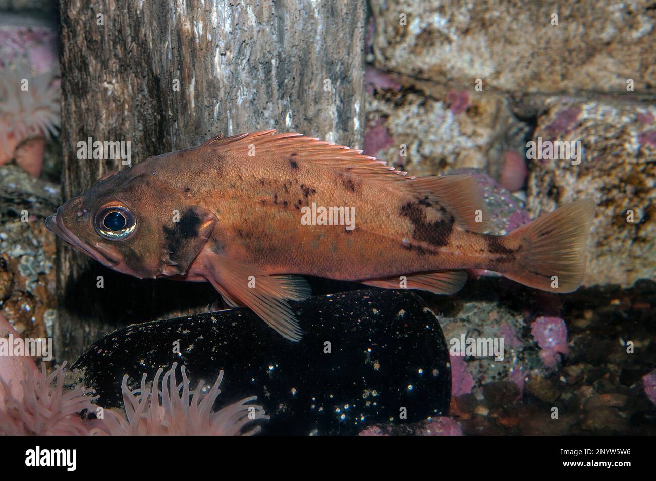 Atlantischer rotbarsch -Fotos und -Bildmaterial in hoher Auflösung – Alamy