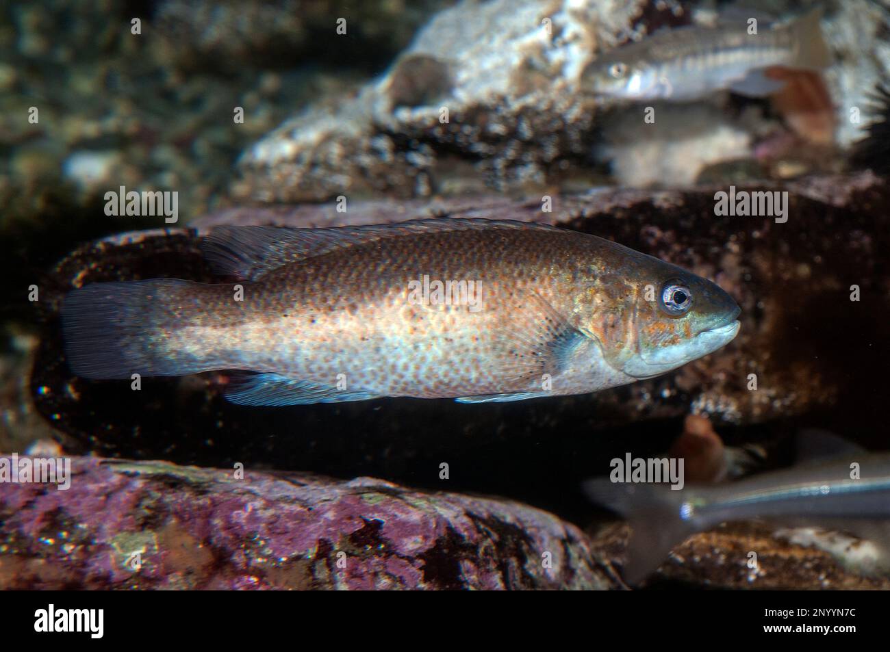 Wrasse atlantic -Fotos und -Bildmaterial in hoher Auflösung – Alamy