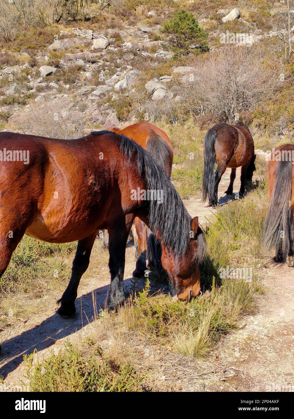 Peneda geres national park wildlife -Fotos und -Bildmaterial in hoher ...