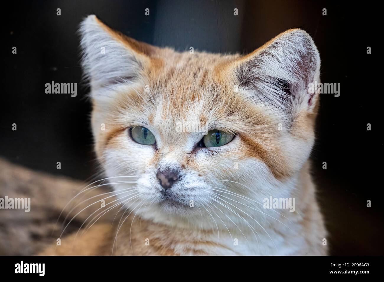 Die Sandkatze (Felis margarita) ist eine kleine Wildkatze, die in ...