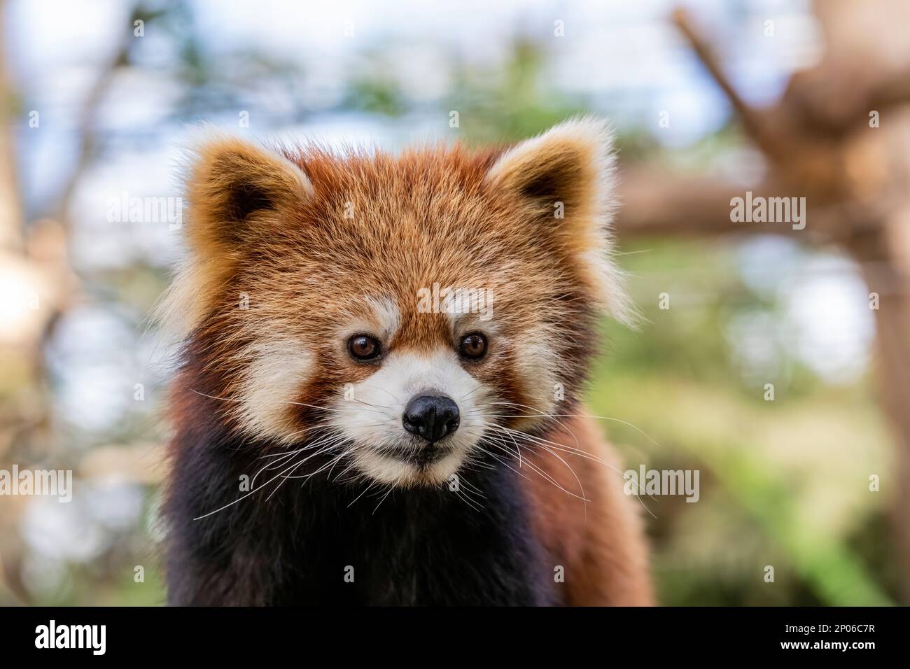 Ein roter Panda (Ailurus fulgens), Nahaufnahme, ein Säugetier, das im ...