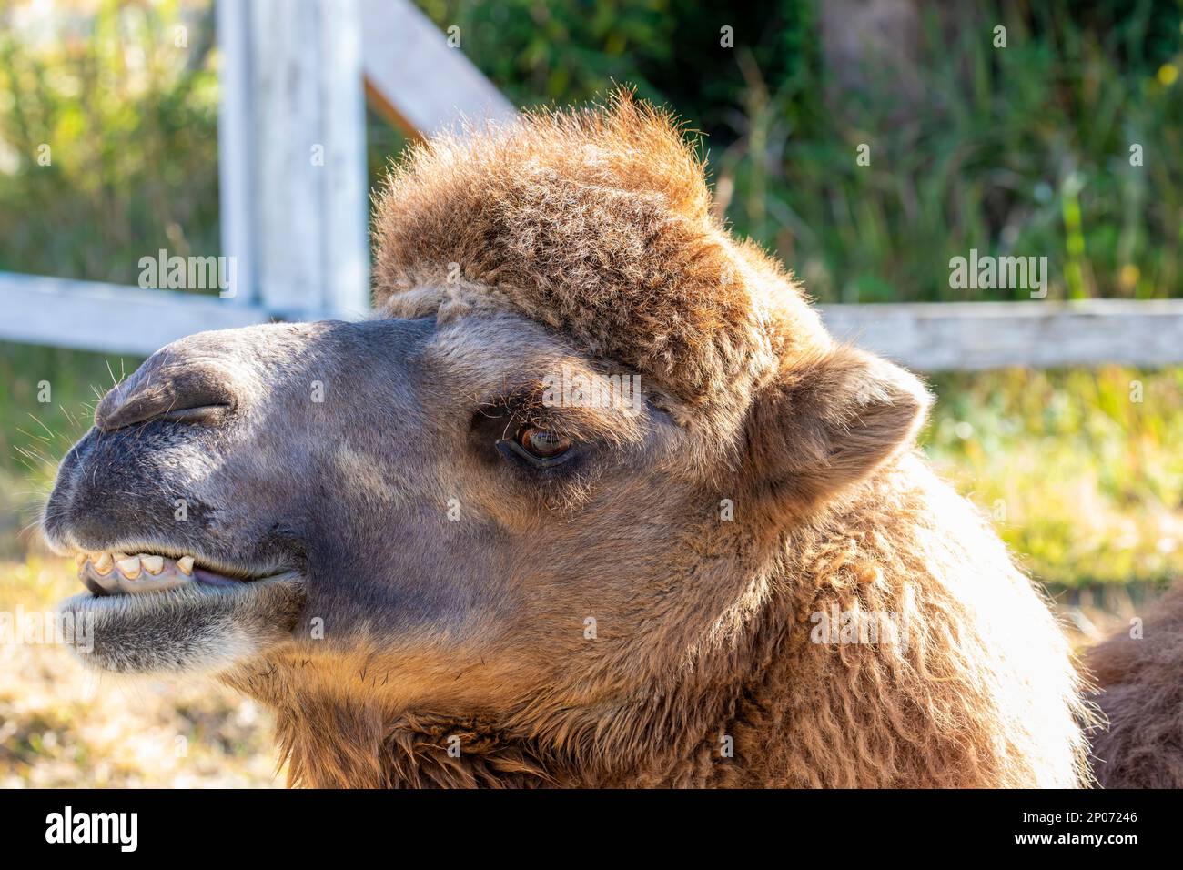 Das Nahbild des Bactrianischen Kamels (Camelus bactrianus). Ein großer ...