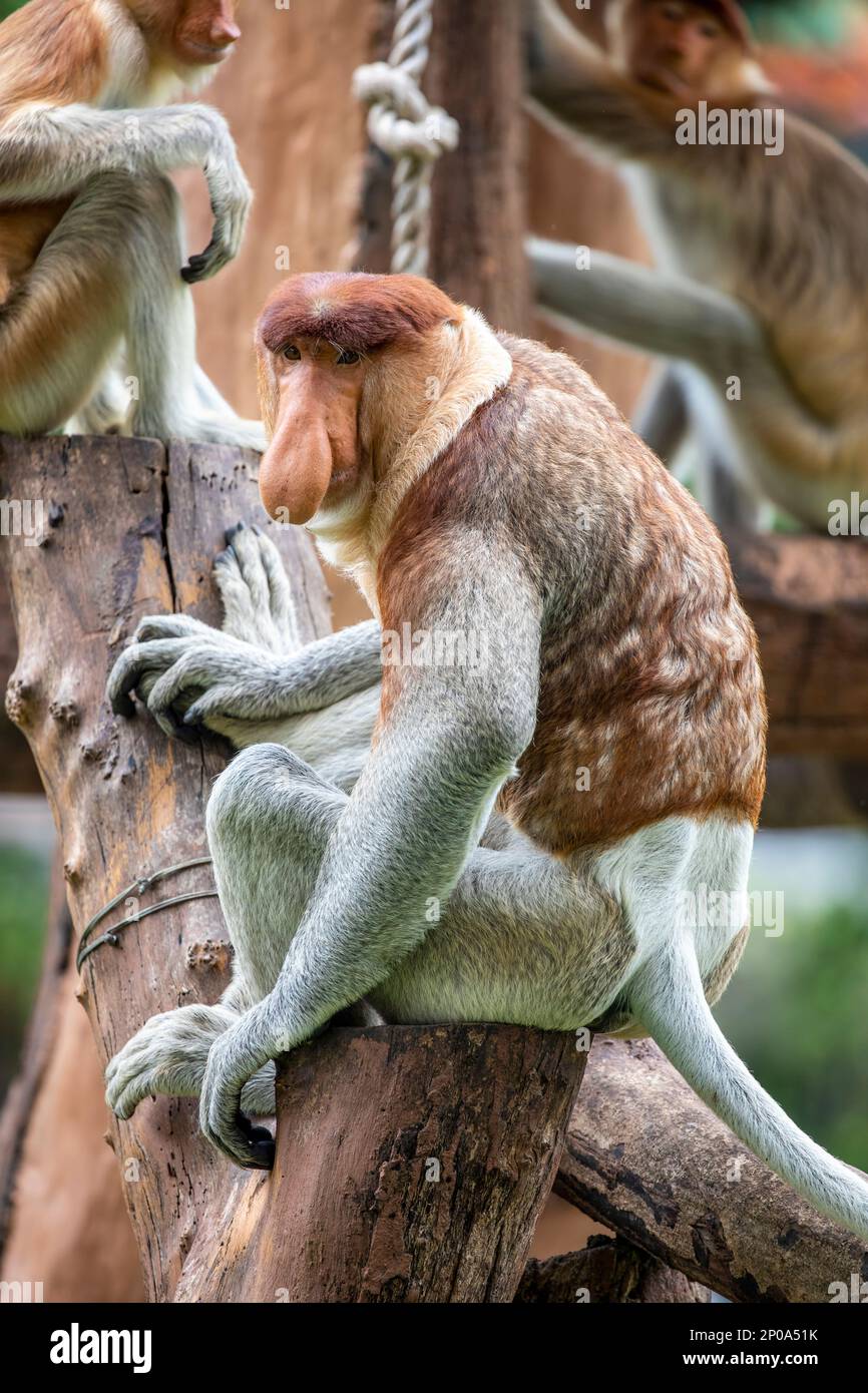 Der Proboscis-Affe steht auf dem Ast. Es ist ein rötlich-brauner ...