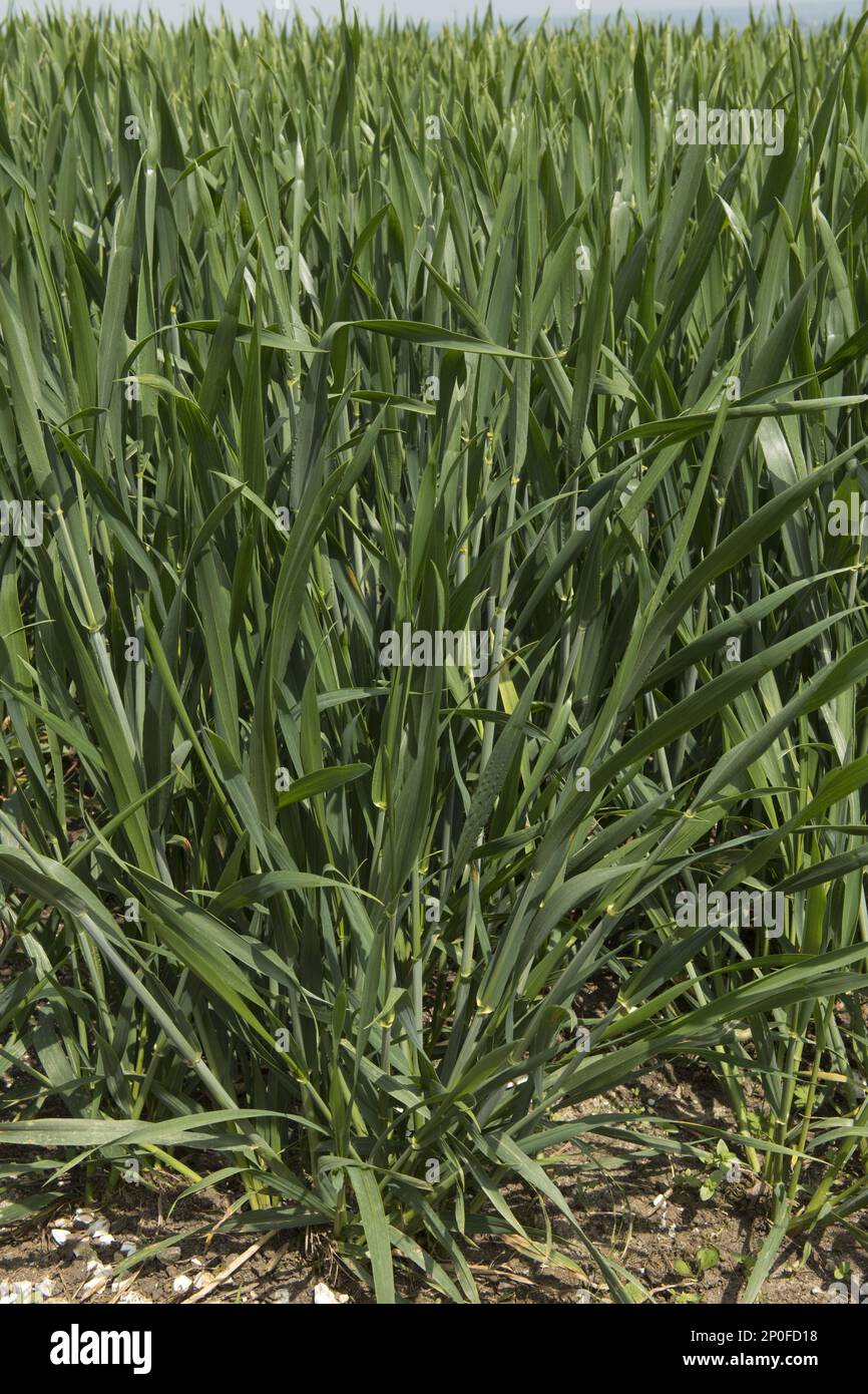 Wheat growth stage -Fotos und -Bildmaterial in hoher Auflösung – Alamy