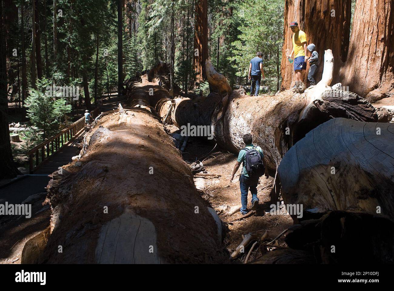 Visitors enjoys walking on the giant Sequoias which fell over on Sept ...