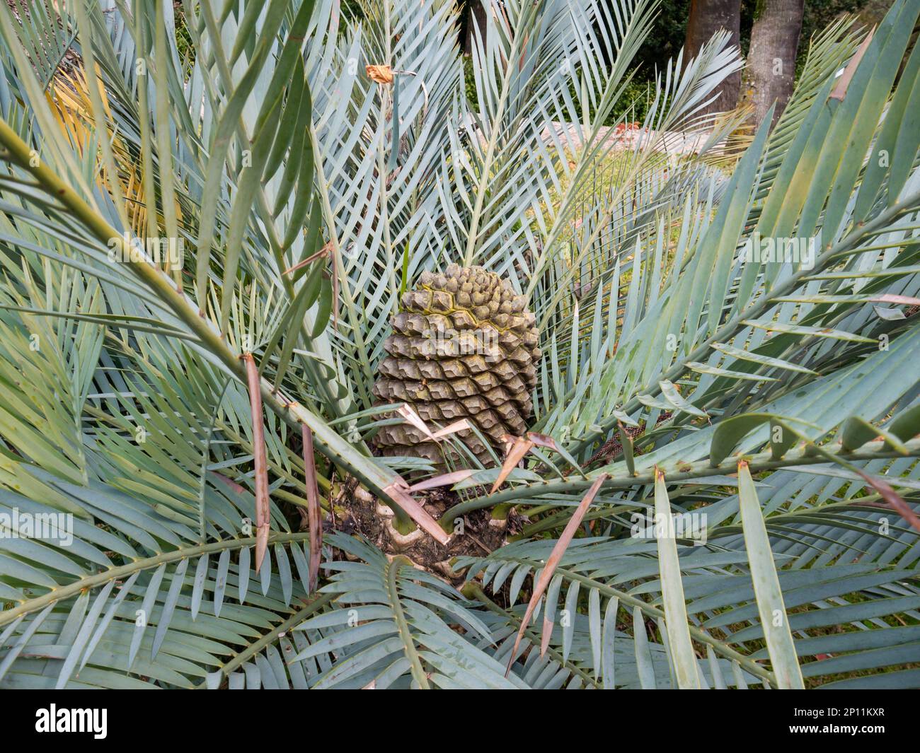 Encephalartos lehmannii oder Karoo cycad palmenartige Cycad-Pflanze in ...