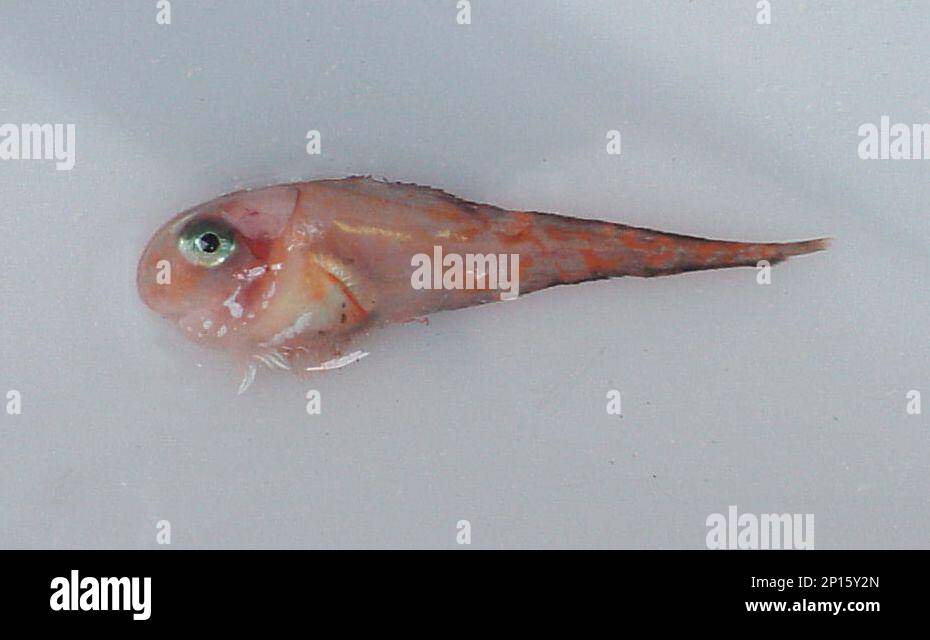 A 2002 photo provided by NOAA Fisheries/Alaska Fisheries Science Center ...