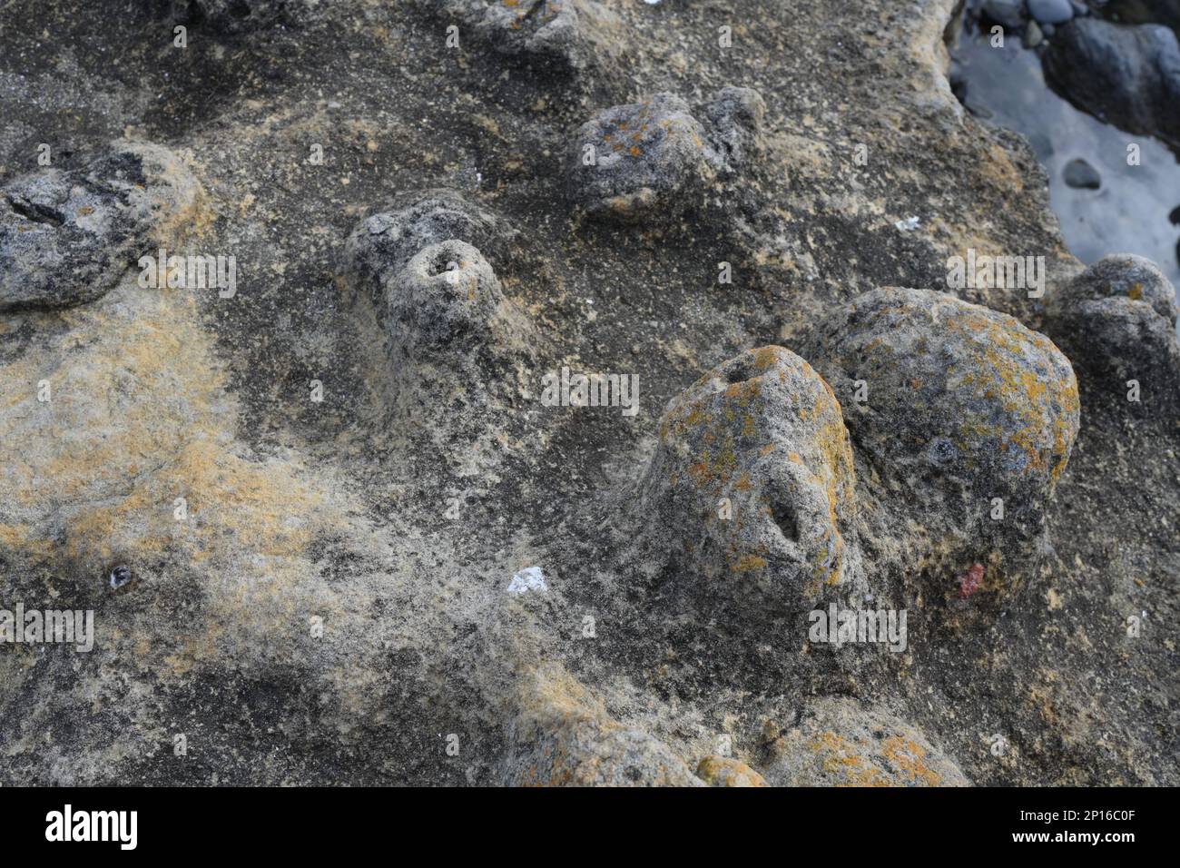 Fossile marine gastropoden -Fotos und -Bildmaterial in hoher Auflösung ...