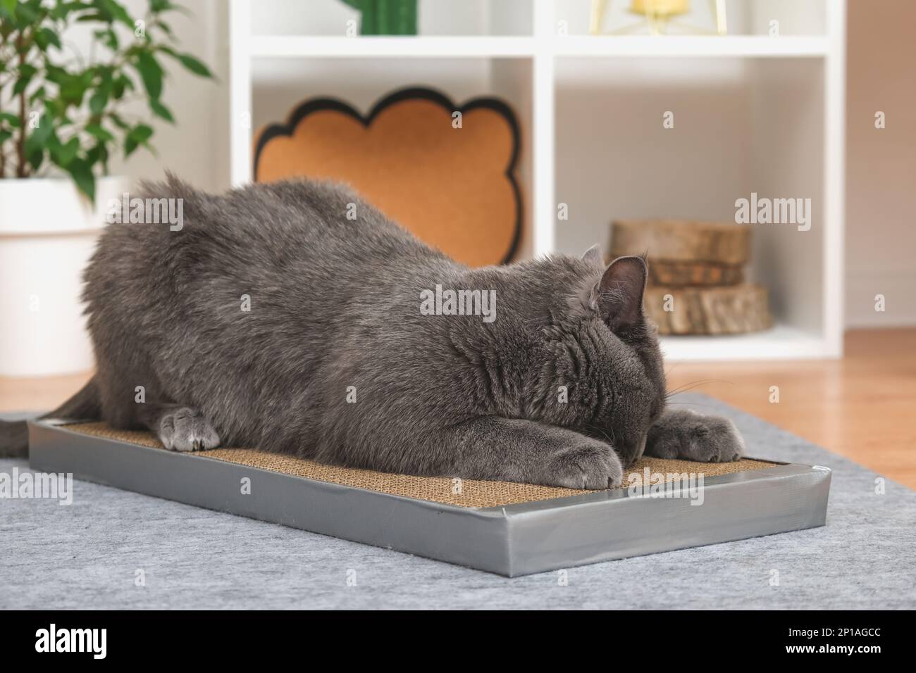 Eine graue Katze spielt auf dem Kratzbaum. Kratzpfosten aus Pappe. Eine ...