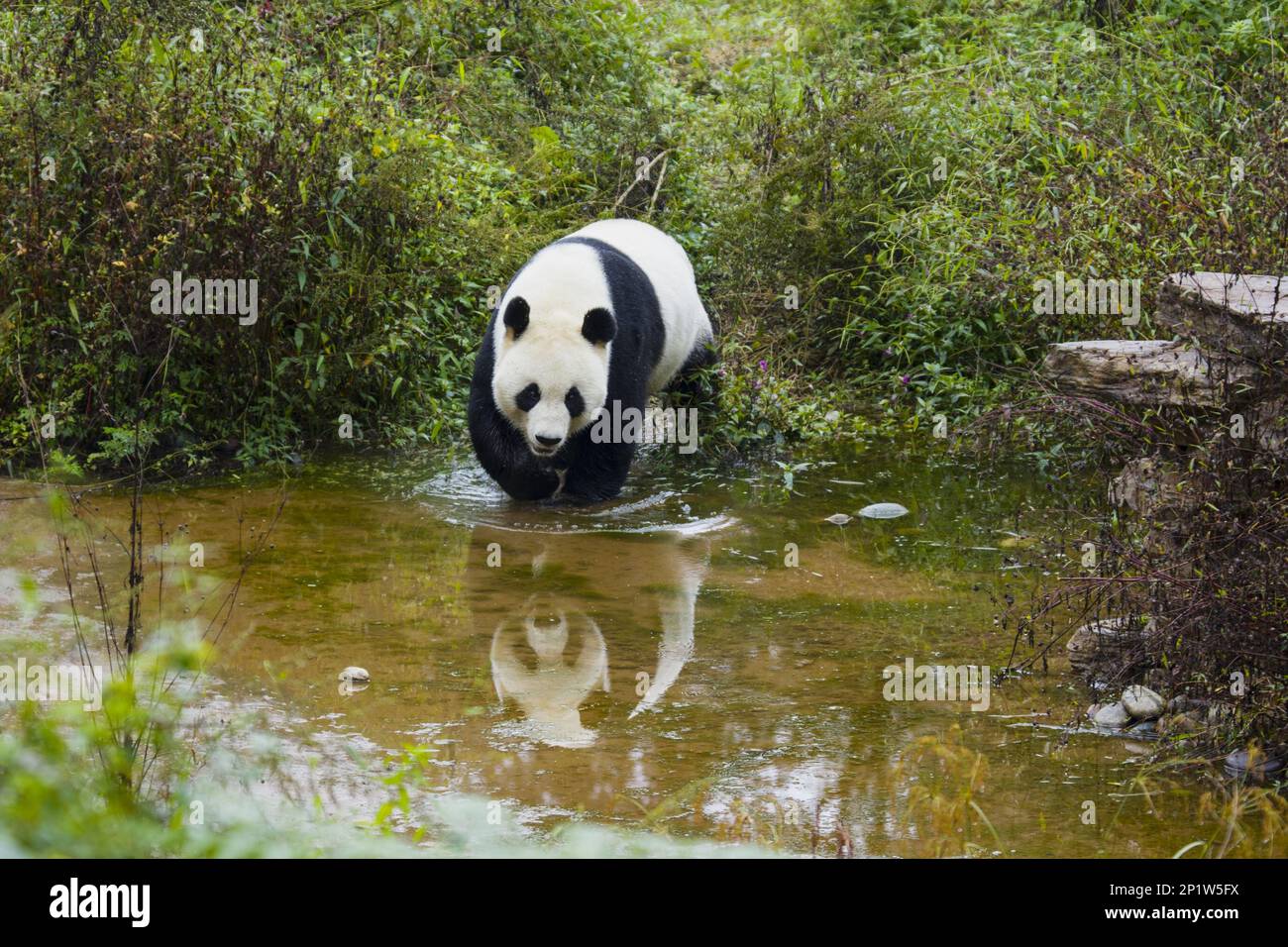 Panda bambus -Fotos und -Bildmaterial in hoher Auflösung – Alamy