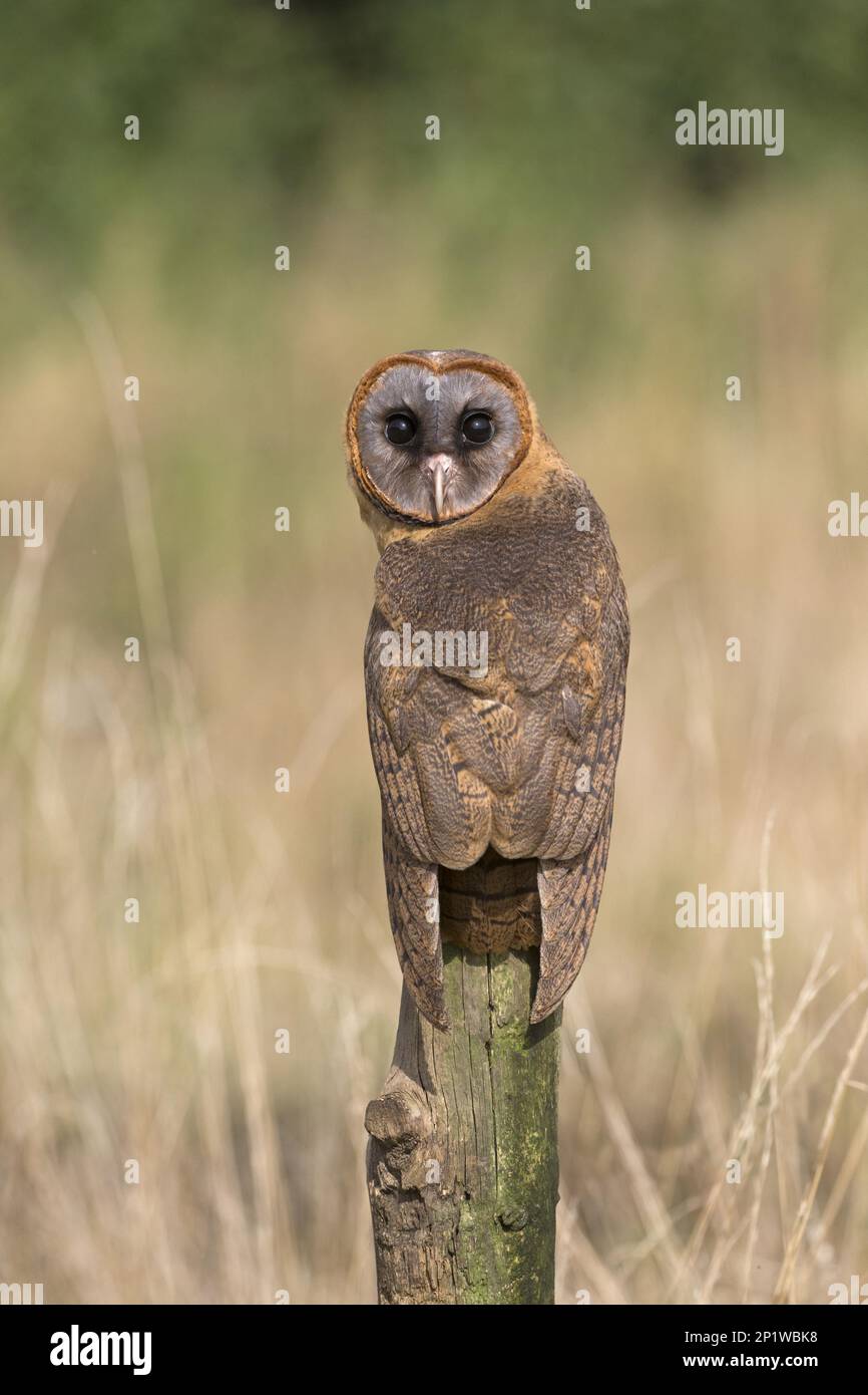 Hispaniola schleiereule -Fotos und -Bildmaterial in hoher Auflösung – Alamy