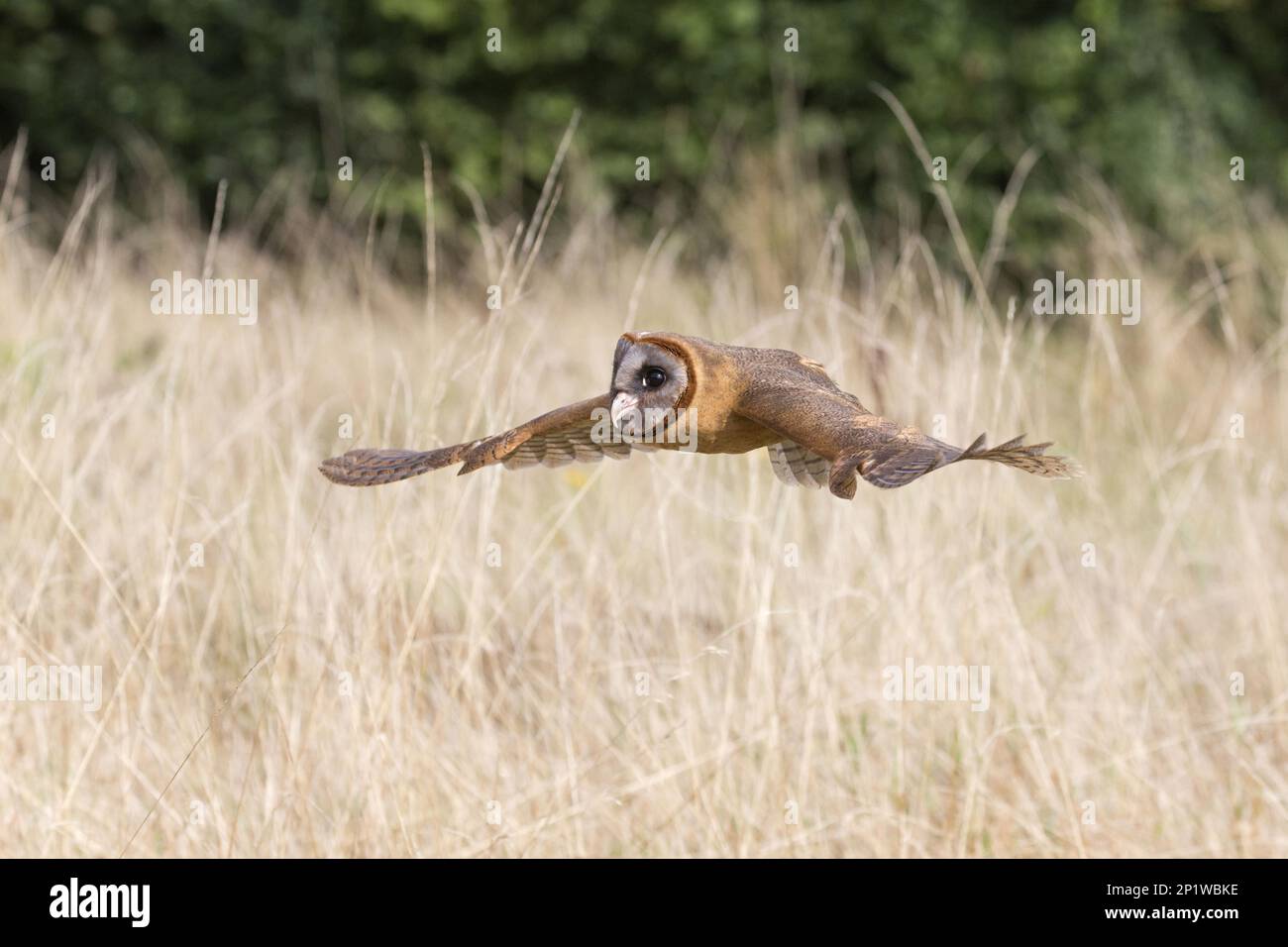 Hispaniola schleiereule -Fotos und -Bildmaterial in hoher Auflösung – Alamy