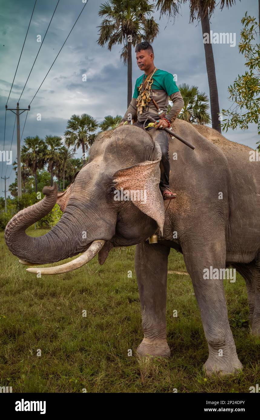 Ein kambodschanischer Mahout, geschmückt mit buddhistischen Amuletten ...