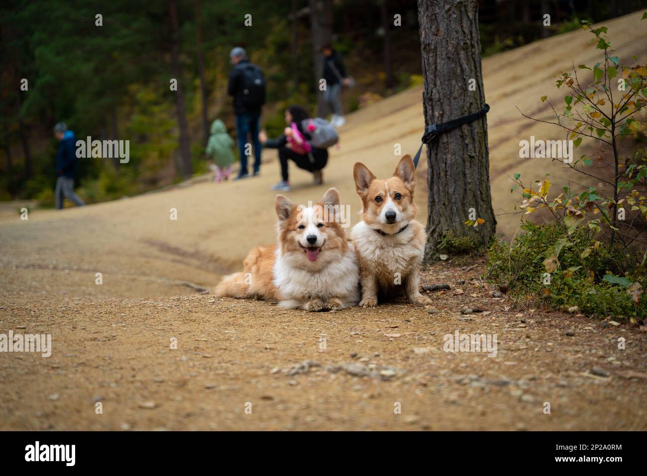 Zwei Welsh Corgi Pembroke Hunde sitzen gefesselt und warten auf ihren ...