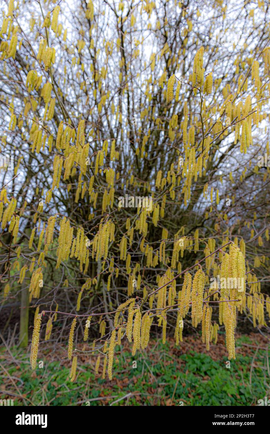 Hardwick cambridgeshire -Fotos und -Bildmaterial in hoher Auflösung – Alamy