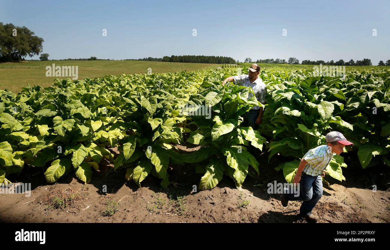 Farmer Trevor Bass and his son Shelton Bass, 5, work in one of the ...