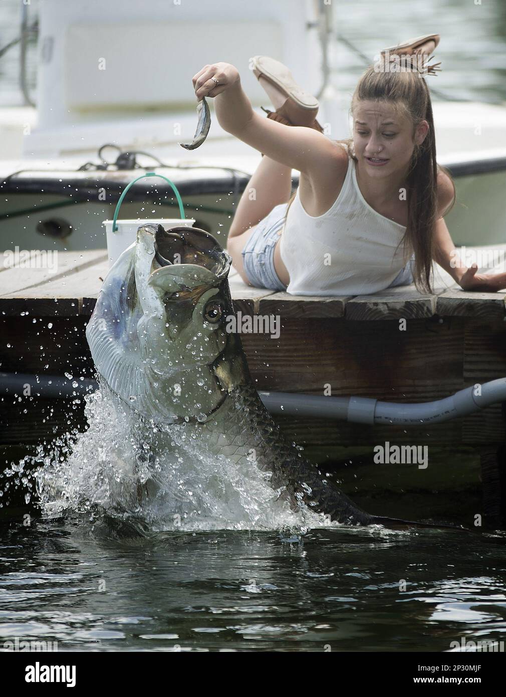 Gabrielle Drenga, from Norwich, Conn., feeds one of the giant tarpons ...