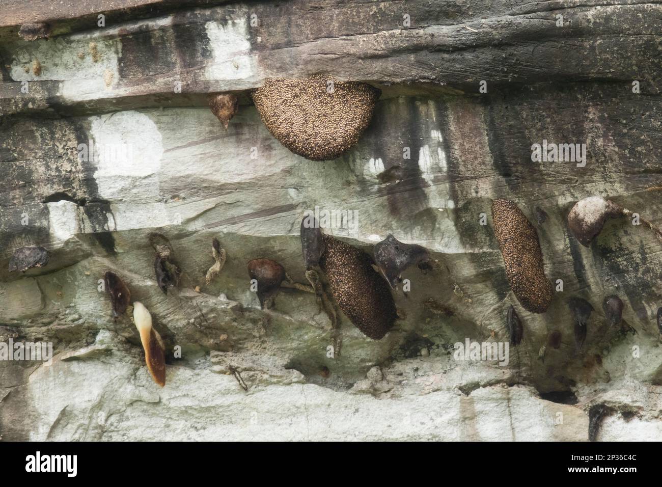 Apis laboriosa -Fotos und -Bildmaterial in hoher Auflösung – Alamy