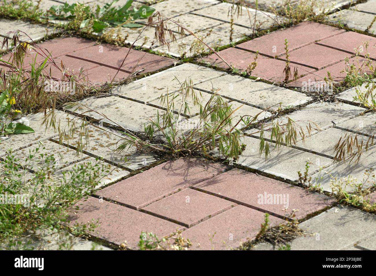 Hintergrund alte gerissene Pflasterplatten mit grünem Gras zwischen den ...