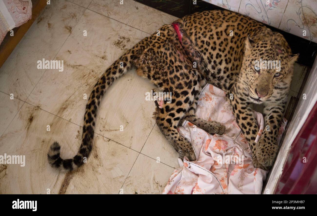 An injured male leopard takes shelter in the bedroom of a residential ...