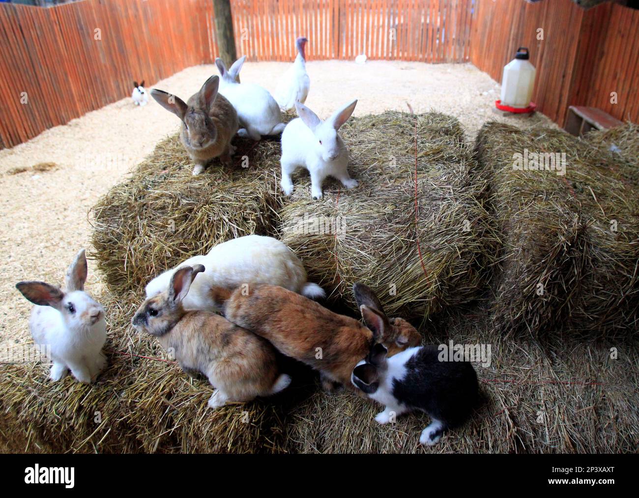 Rabbits eat on the grounds of the Zoologico de Reynosa Wednesday Nov ...