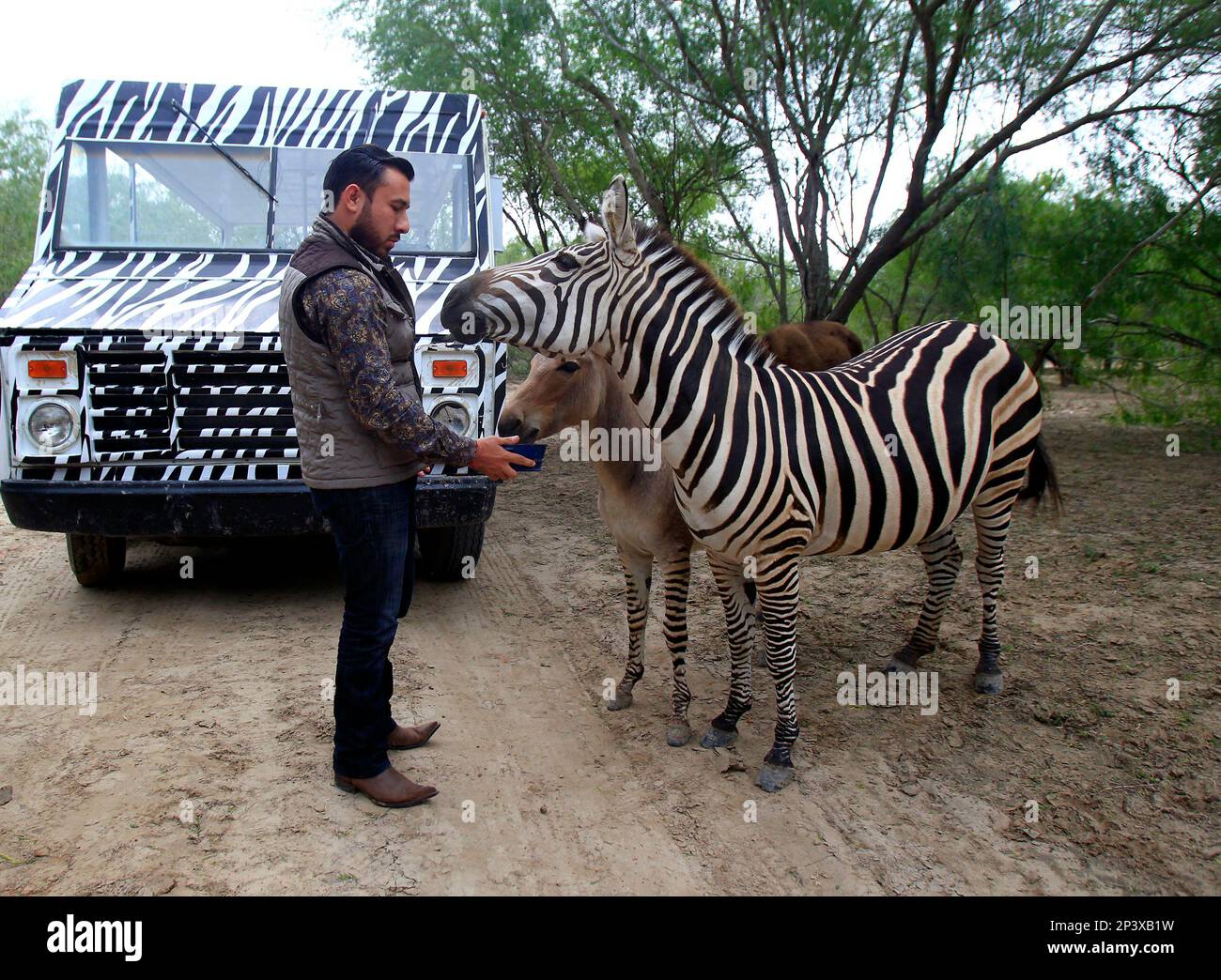 Zookeeper Javier Garzia of the Zoologico de Reynosa feeds zonkey, a ...
