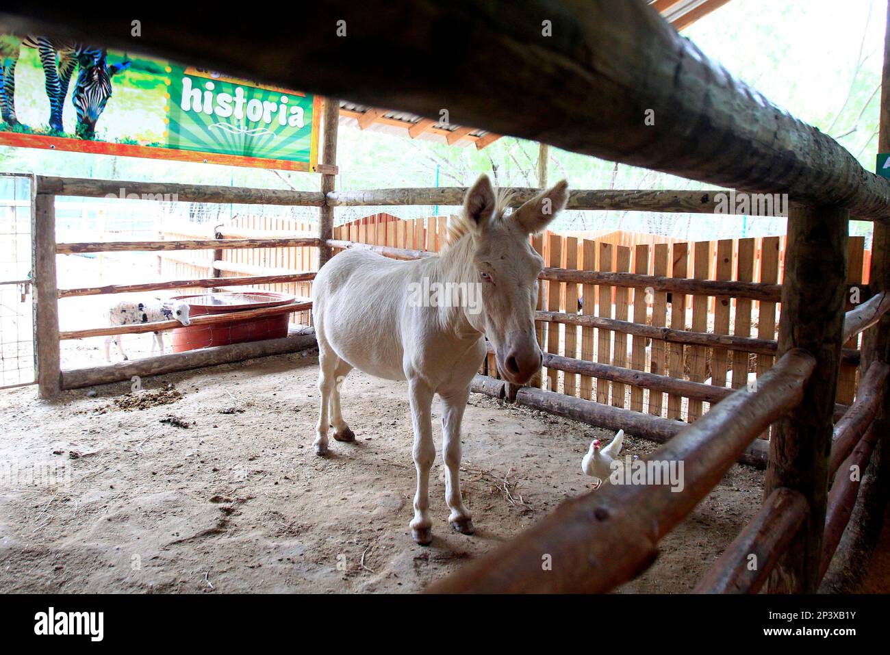 An albino donkey, which is the mother of Kumba, a zebra-donkey hybrid ...