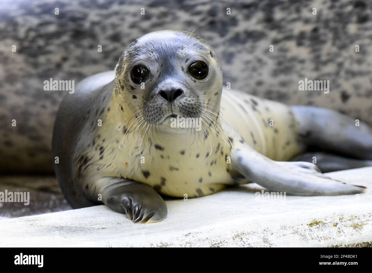 Female seal cub "Jogi" lies in the zoo in Neumuenster, Germany, Friday ...