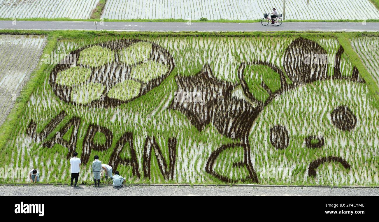 Rice field art in Owarisashi, Aichi Prefecture, expresses support for ...