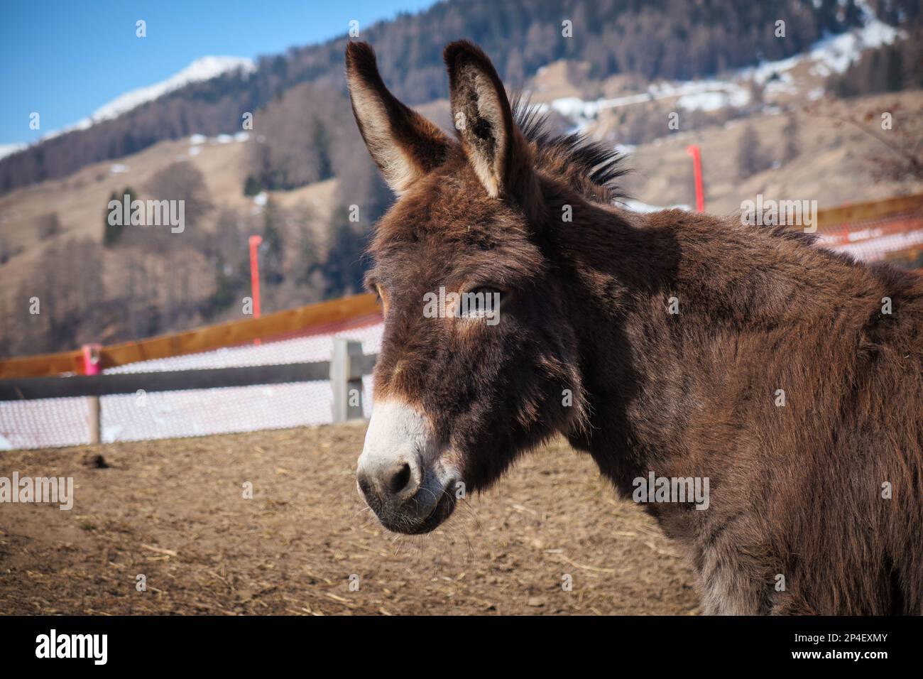 Das Porträt eines Esels im Gehege eines Bauernhofs in den schweizer ...