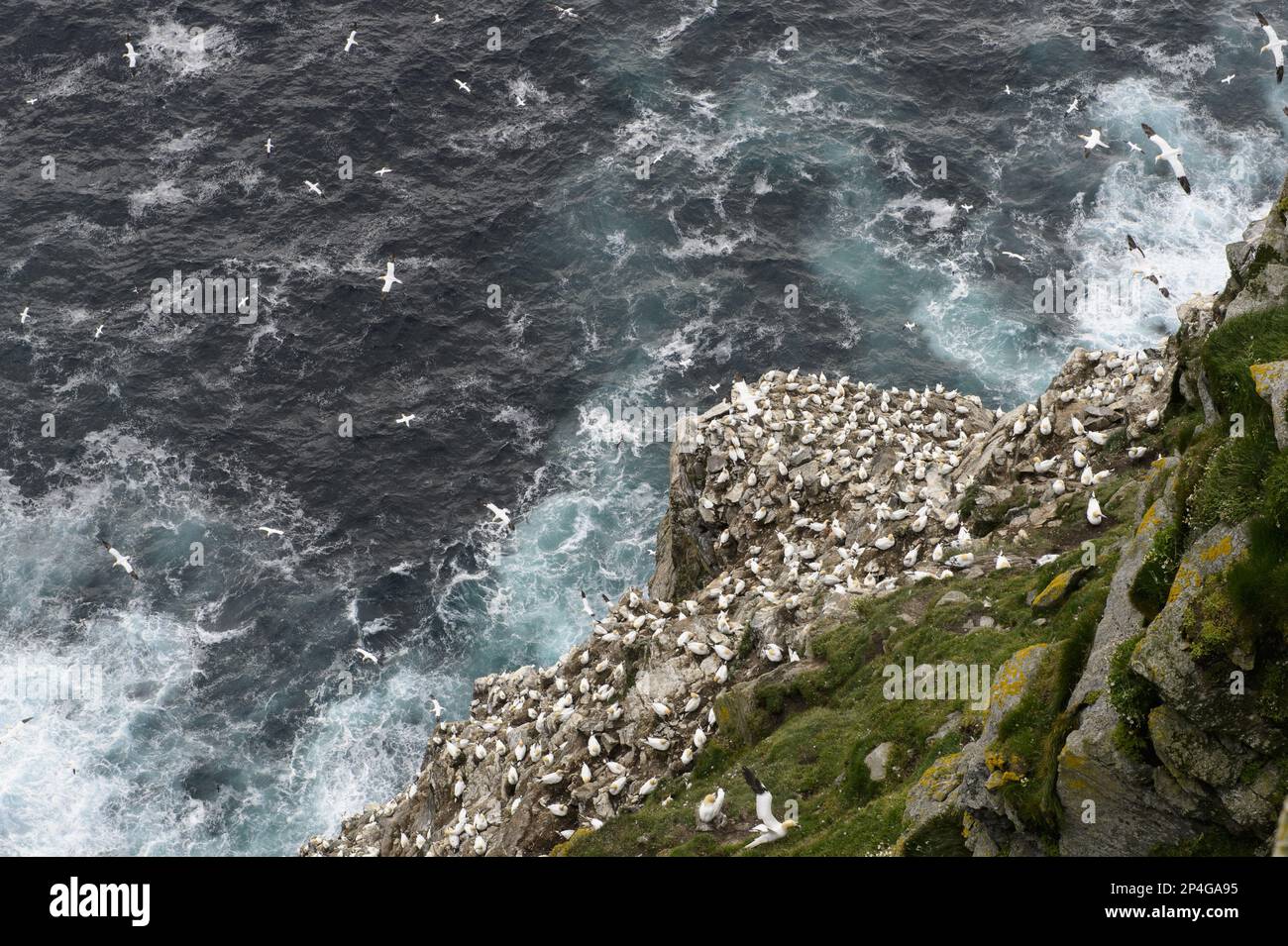 Nördliche Gannet-Kolonie (Morus bassanus), in der Luft und nistend auf ...
