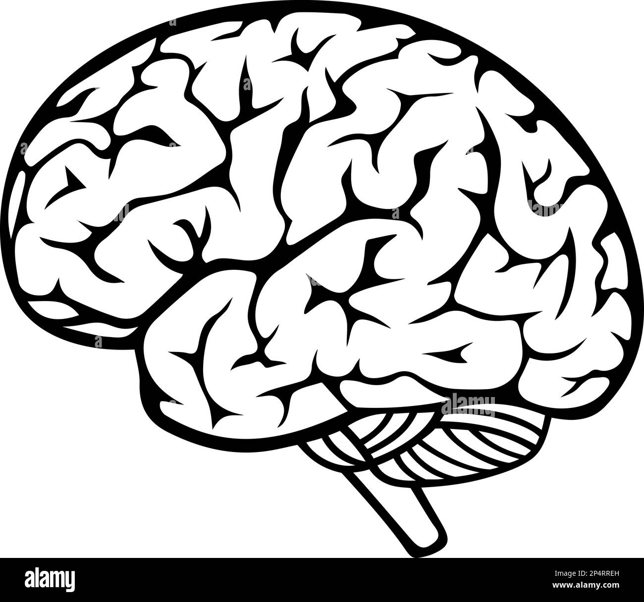 Mensch anatomie vektor hirn Stock-Vektorgrafiken kaufen - Seite 2 - Alamy