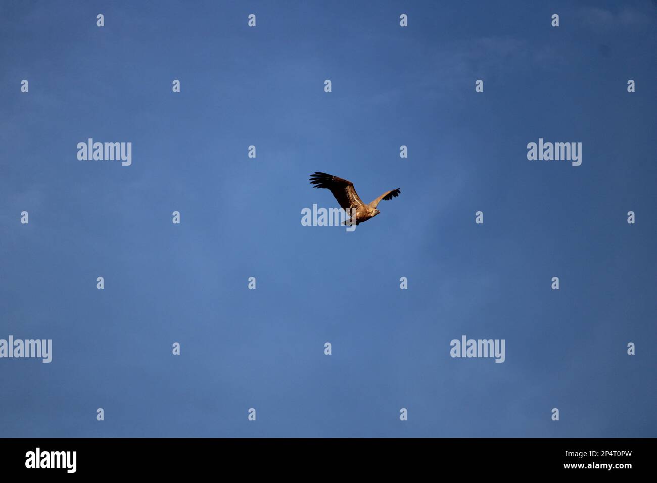 Buitre carroñero -Fotos und -Bildmaterial in hoher Auflösung – Alamy
