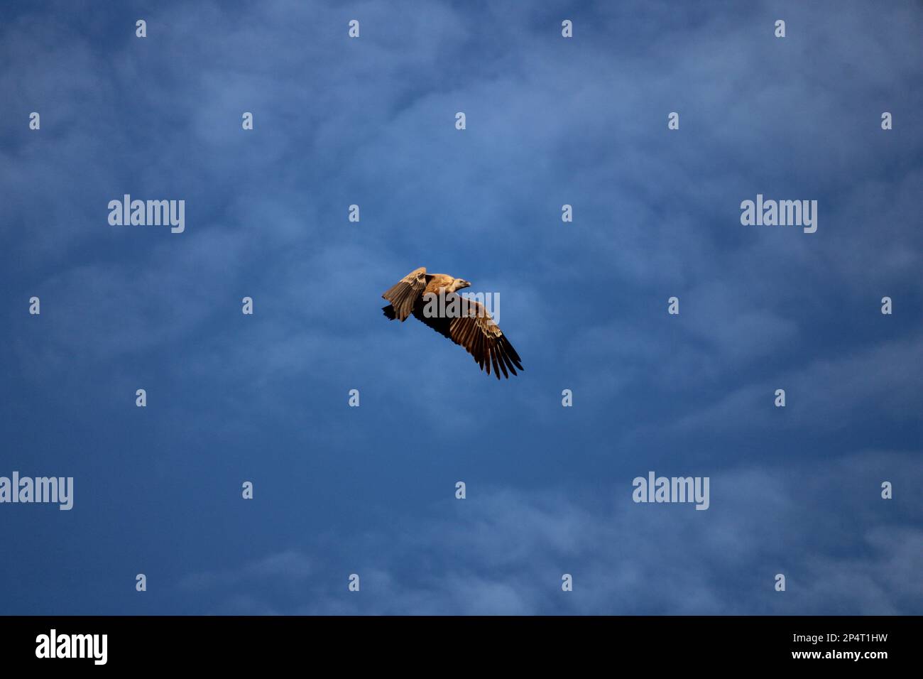 Buitre carroñero -Fotos und -Bildmaterial in hoher Auflösung – Alamy