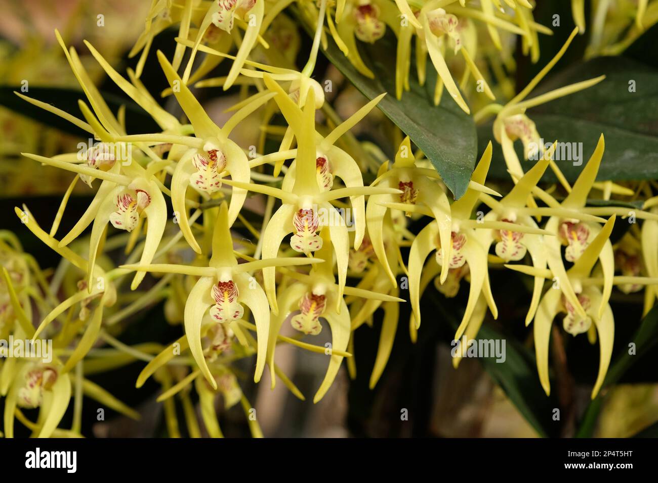 King orchid dendrobium speciosum -Fotos und -Bildmaterial in hoher Auflösung – Alamy