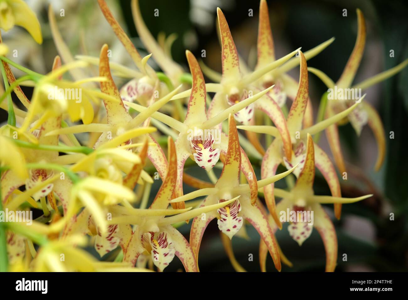 King orchid dendrobium speciosum -Fotos und -Bildmaterial in hoher Auflösung – Alamy