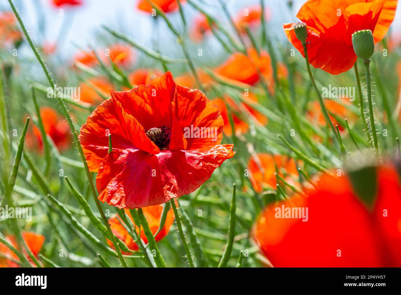 Mohn blumen makro -Fotos und -Bildmaterial in hoher Auflösung - Seite 8 ...