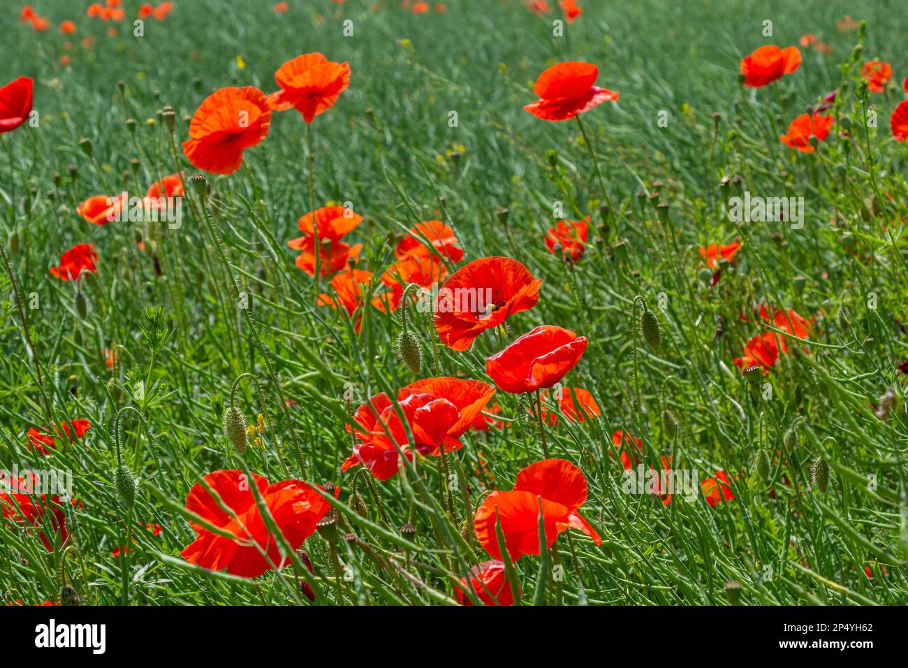 Mohn blumen makro -Fotos und -Bildmaterial in hoher Auflösung - Seite 8 - Alamy