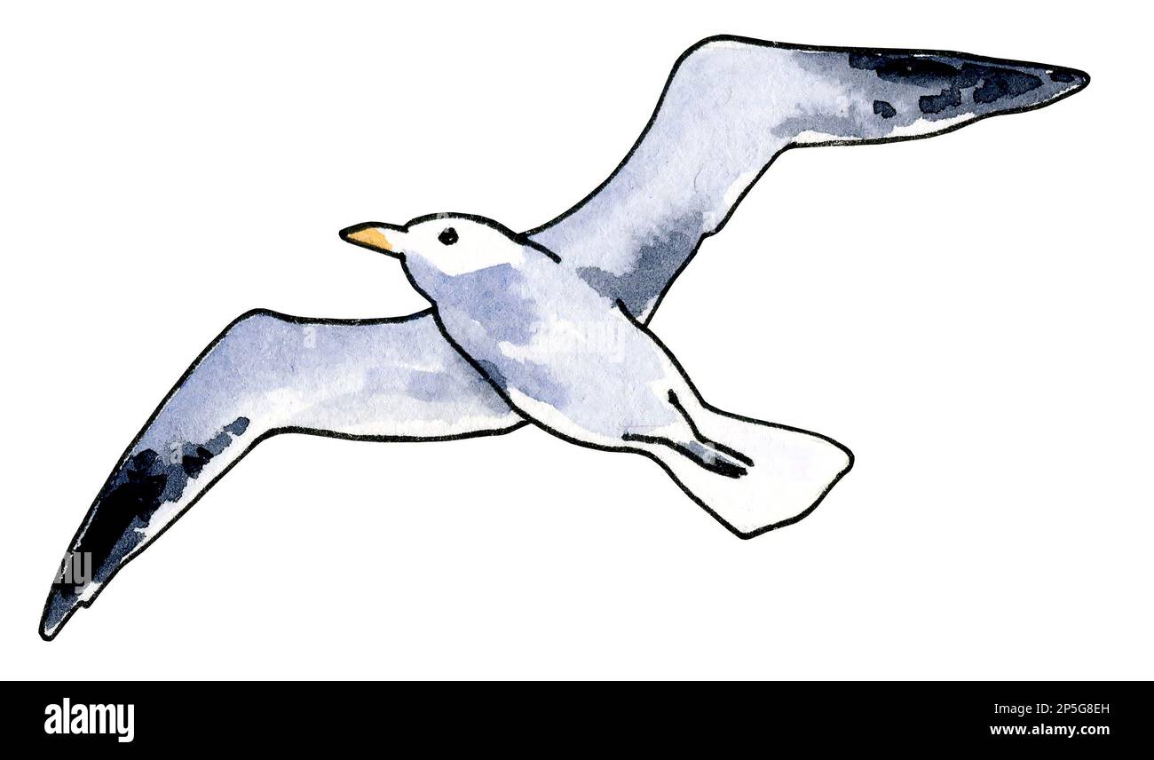 Aquarelle Möwe. Fliegender Seevogel. Zeichnen Sie mit der Hand. Weiß ...