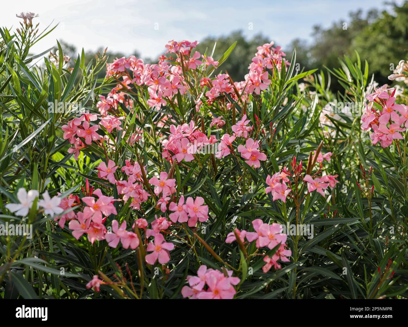 Wunderschöne kleine Oleander-Blumen. Ein giftiger immergrüner Strauß ...