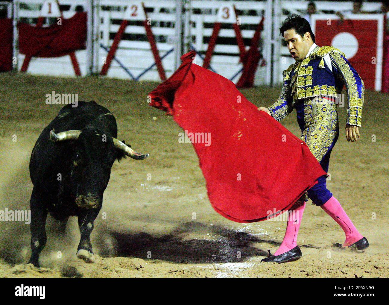 Professional bullfighter Cesar Garza tames a bull in front of a crowd ...